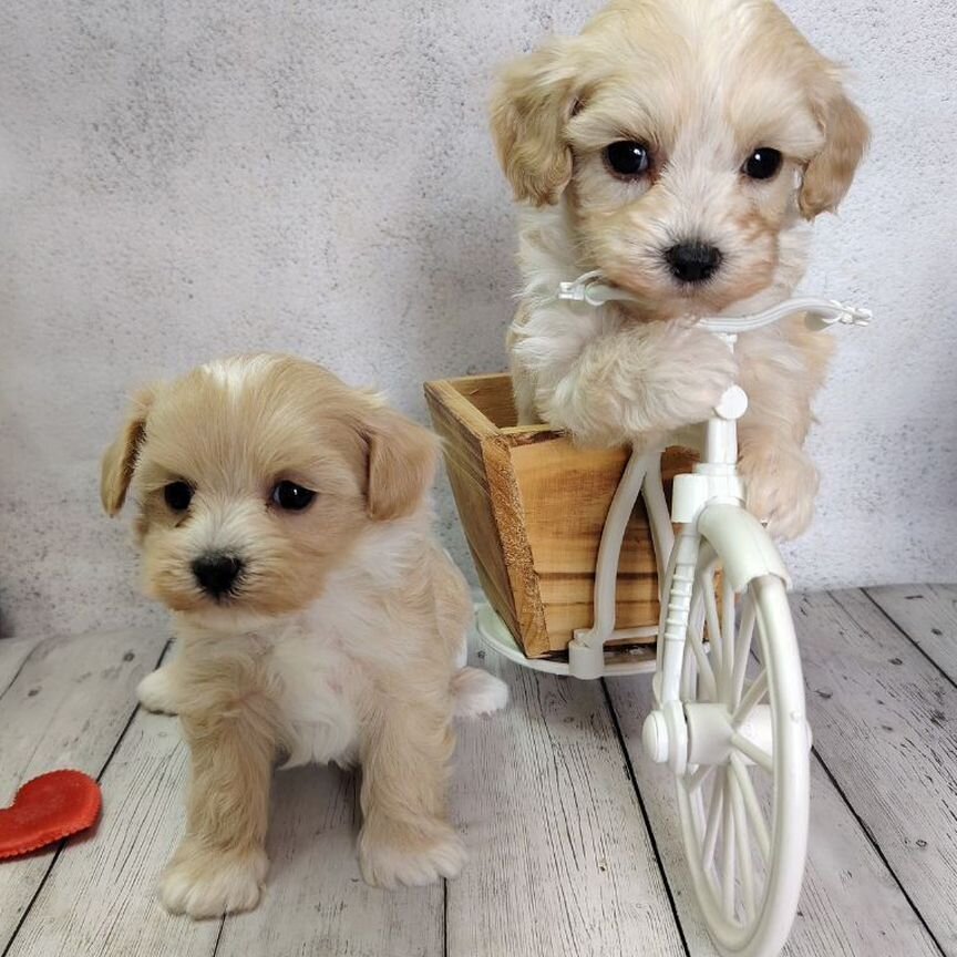 Мальтипу, щенок