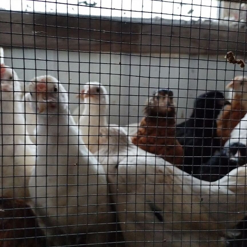 Продам цыплят