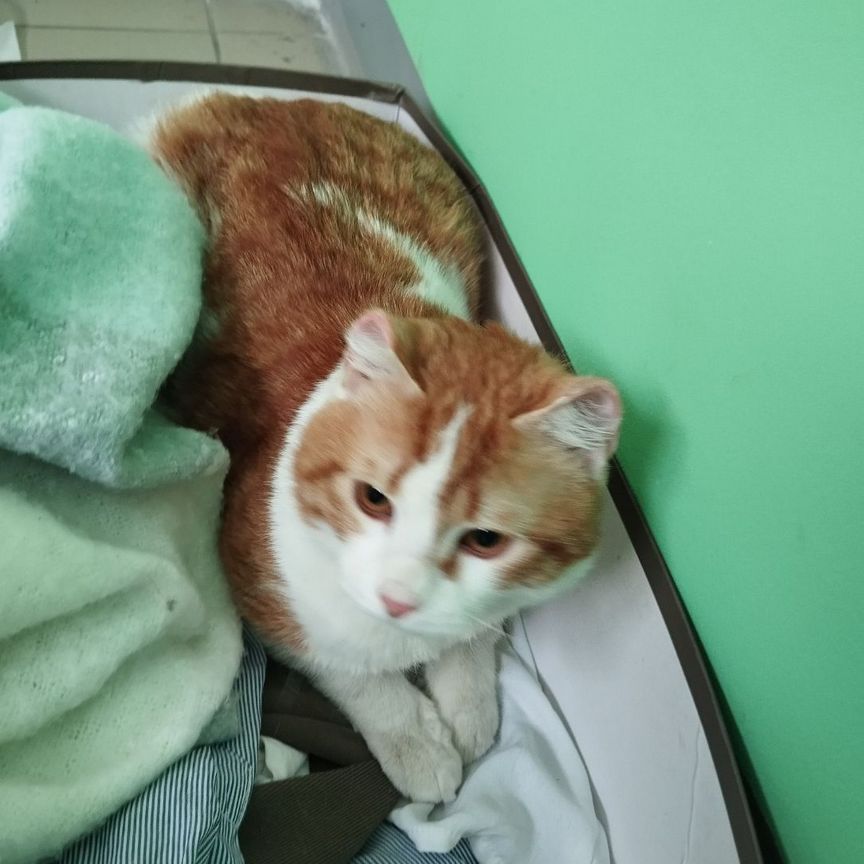 Мартовское счастье