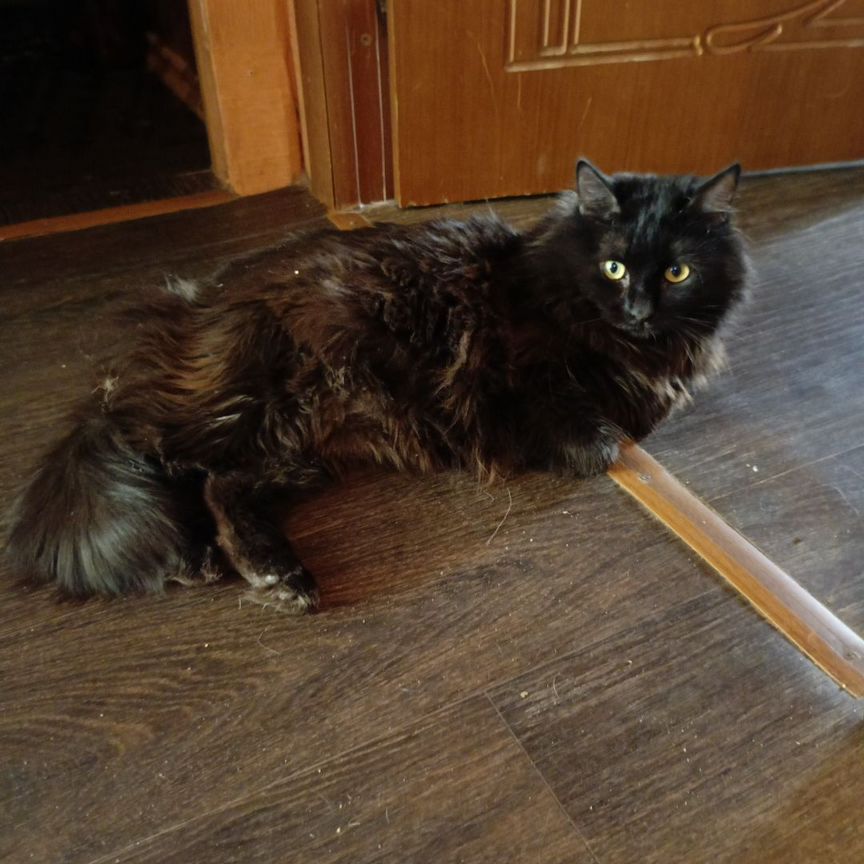 Шикарнейший котяра