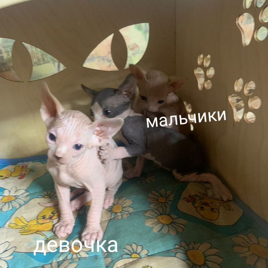 Канадский сфинкс.Детки