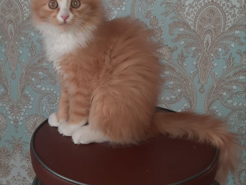 Рыжий котик 3 месяца