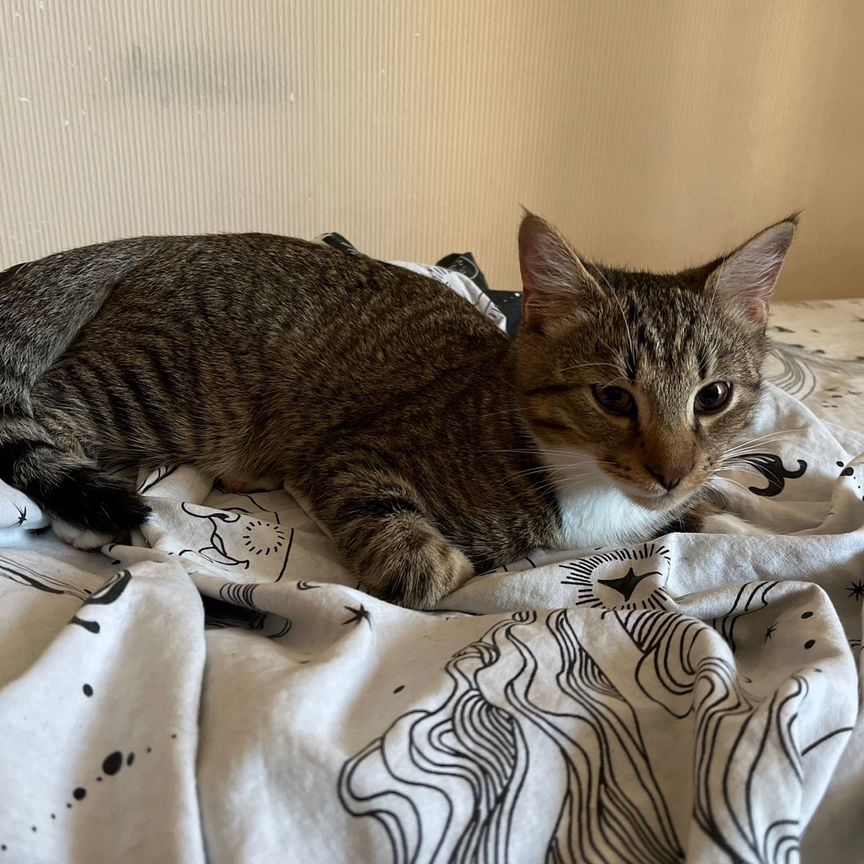 Отдам котенка в добрые руки