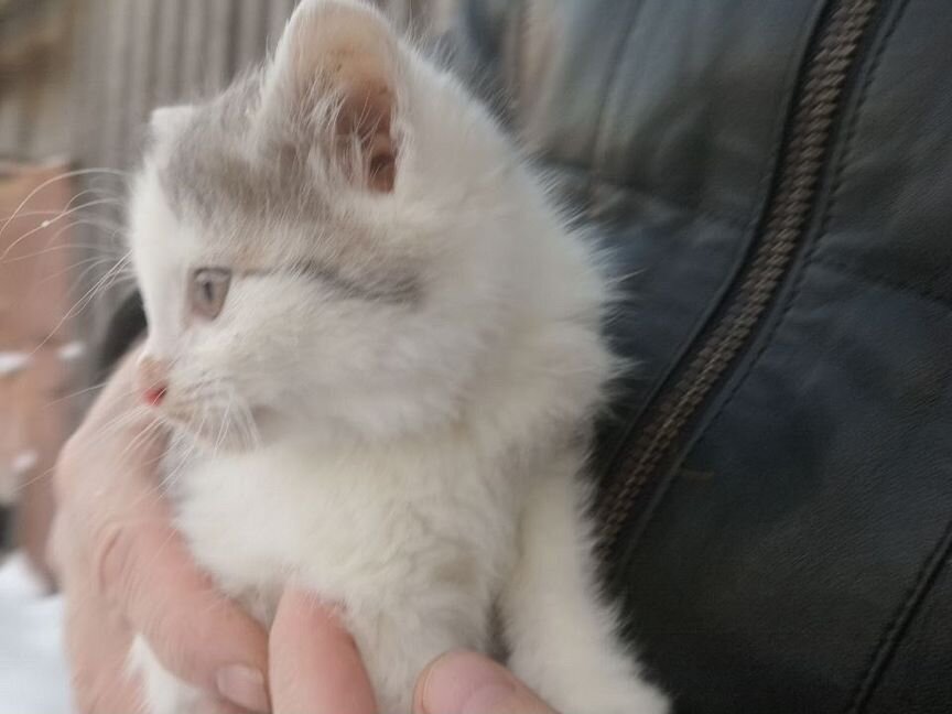 Котенок в добрые руки