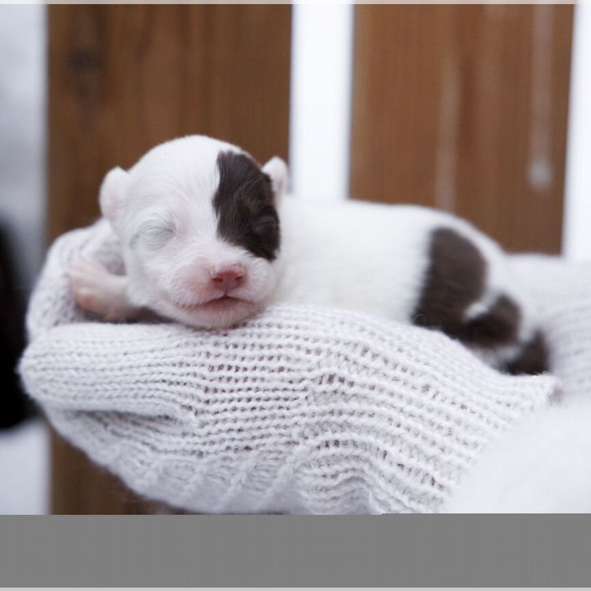 Якутская лайка