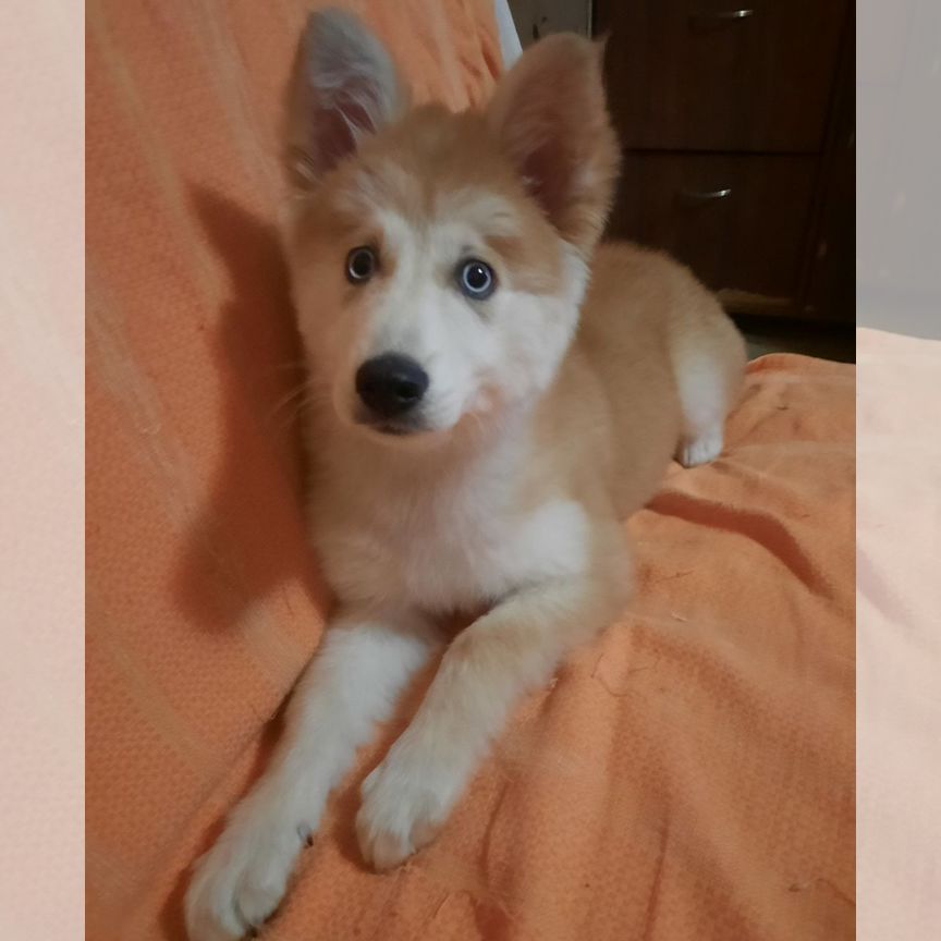 Сибирский хаски, щенок