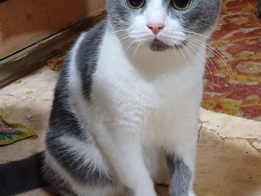 Кошка невская маскарадная