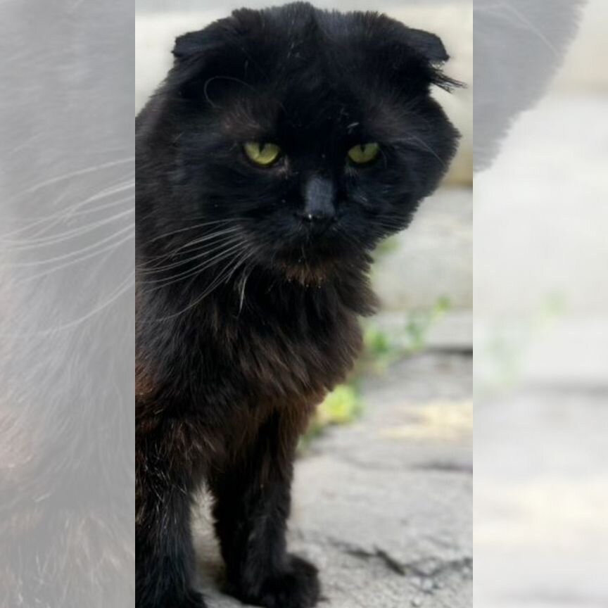 Черный кот