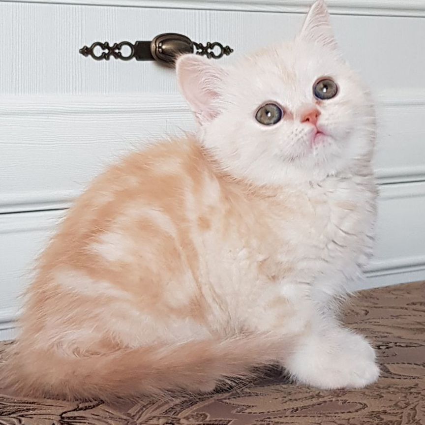 Шотландские котята скоттиш страйт
