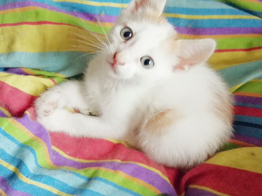 Смышленые котята 2
