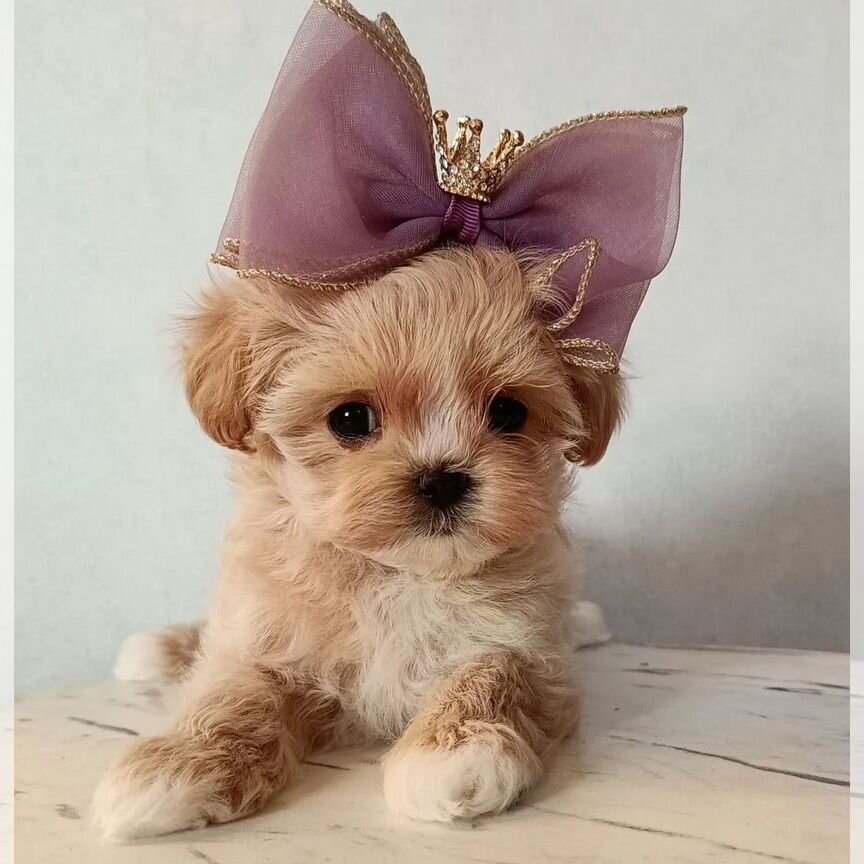 Мальтипу, щенок