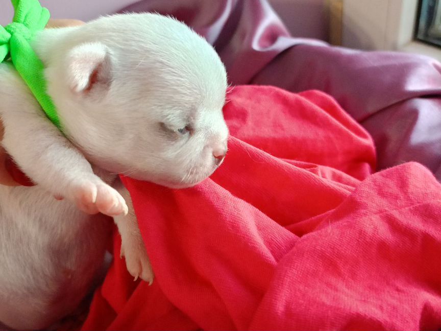 Щенки мини чихуахуа