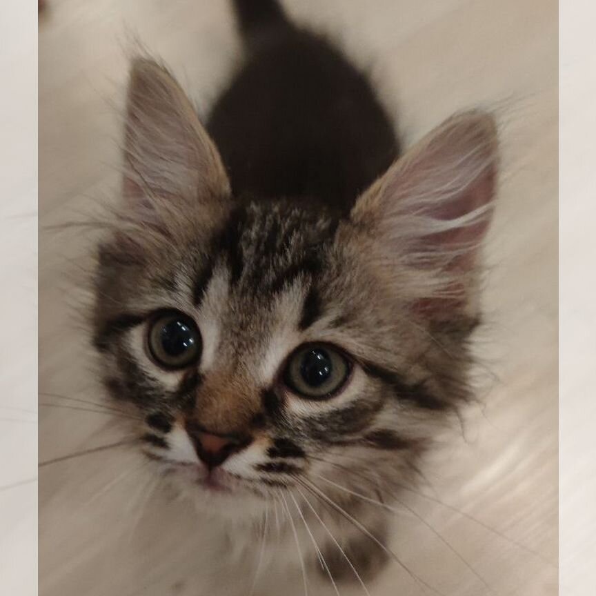 Котёнок в добрые руки