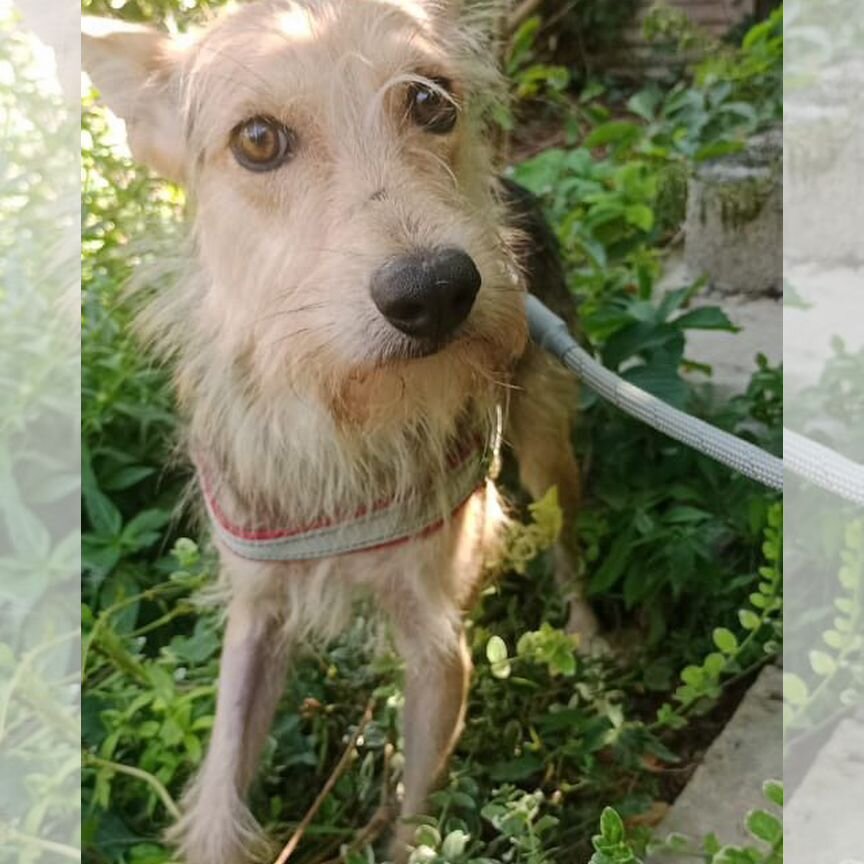 Веселый парень Ганс ищет семью