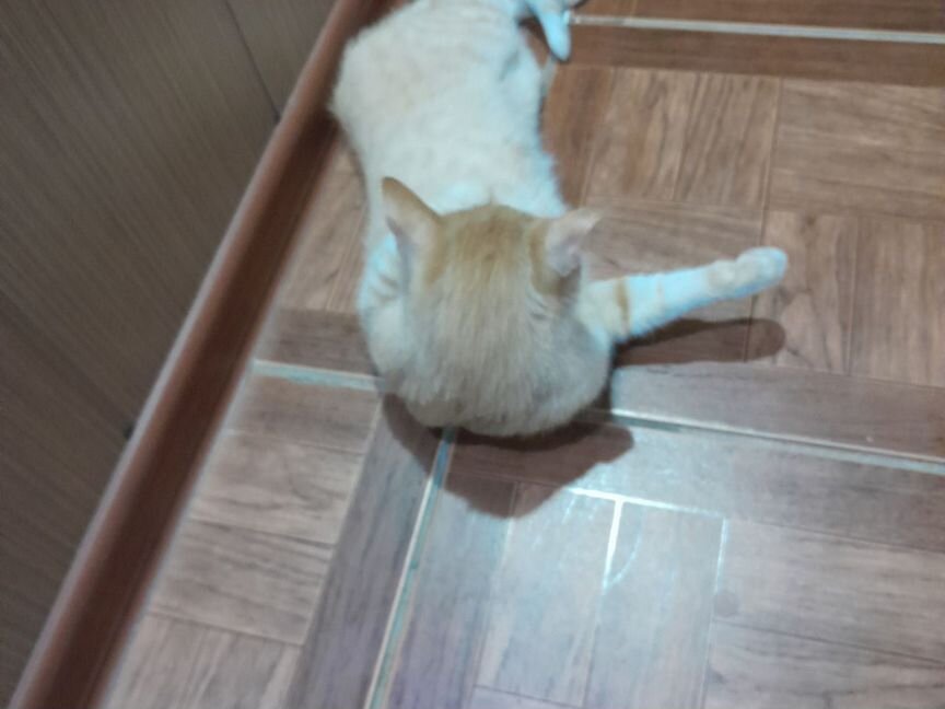 Котёнок Милка