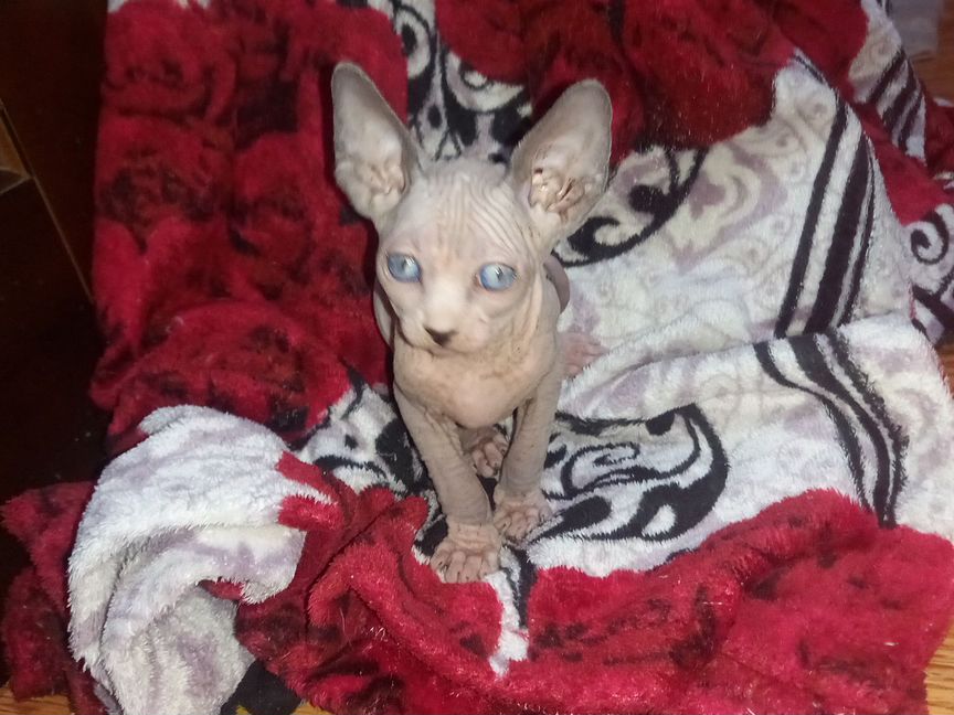 Чудо детки канадского сфинкса