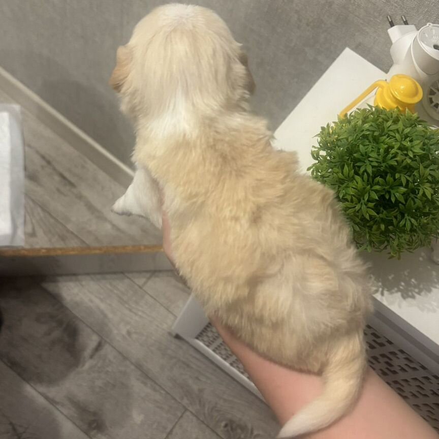 Йоркширский терьер, щенок