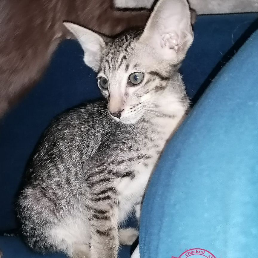 Ориентальные котята к Новому году