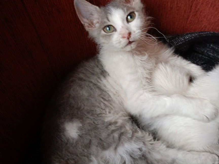 Котенок
