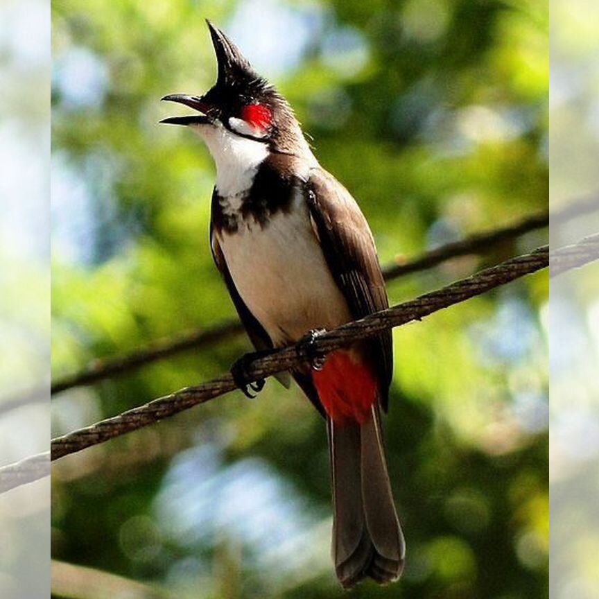 Экзотические птицы