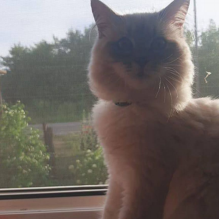 Мальчик невский маскарадный