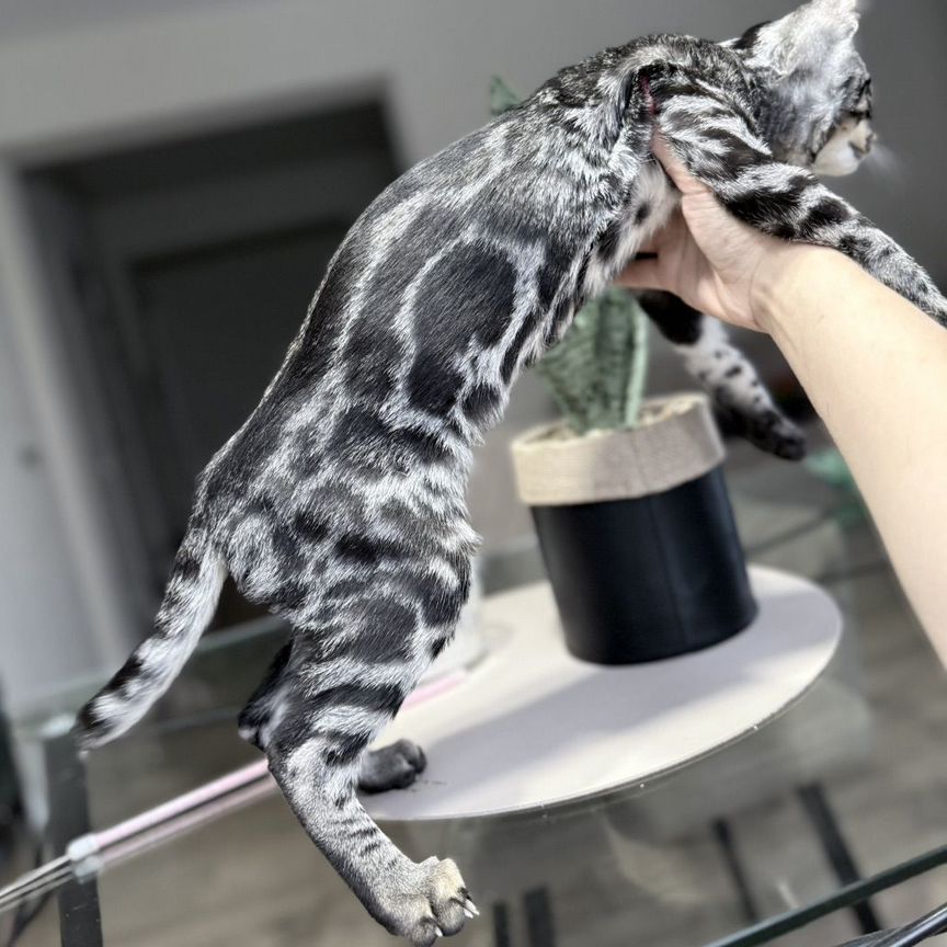 Котик серебро уголь