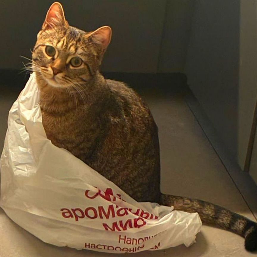 Британский короткошёрстный котёнок