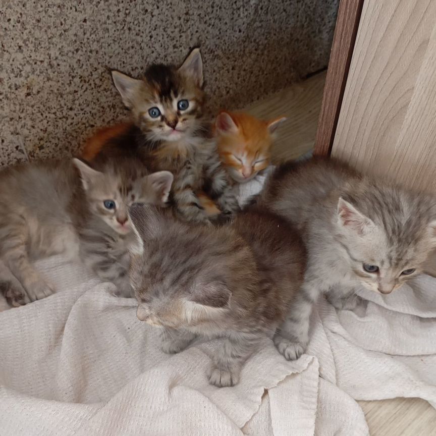 Отдам котят в добрые руки, кушают и ходят в лоток