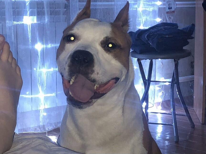 Вязка. Американский стаффордширский терьер