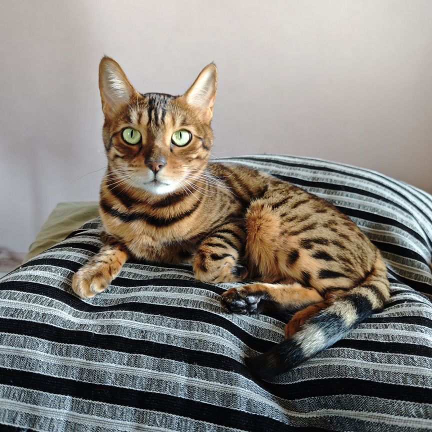 Бенгальская, взрослая кошка