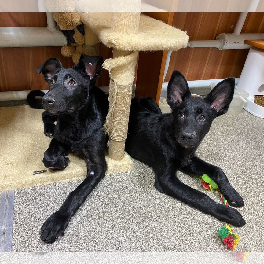 Кони-кони-кони сидели на балконе