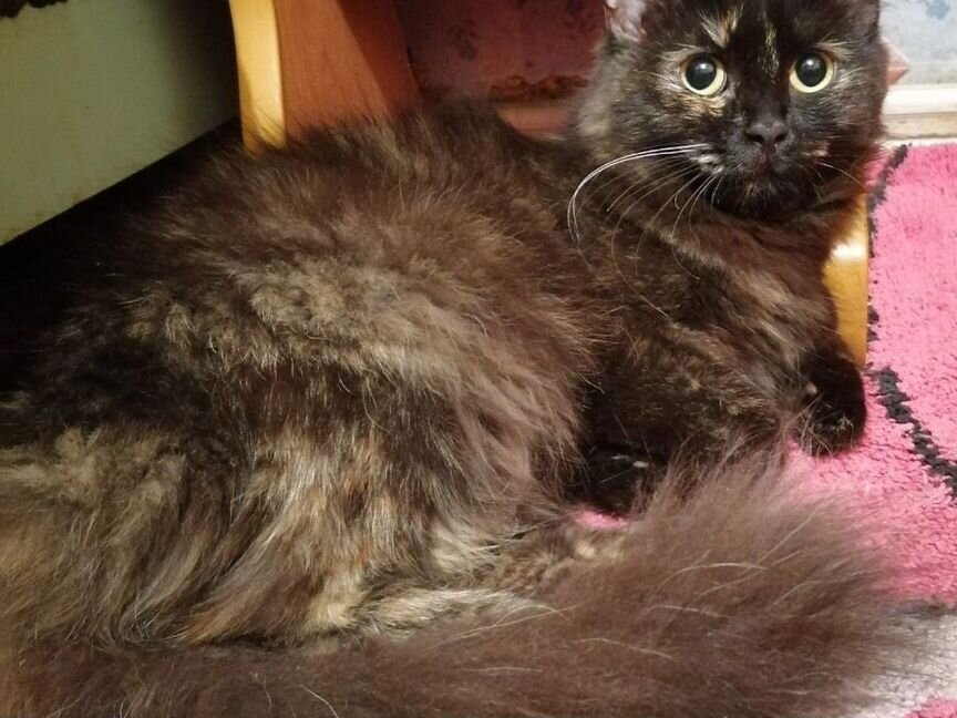 Молодая кошечка в заботливые руки