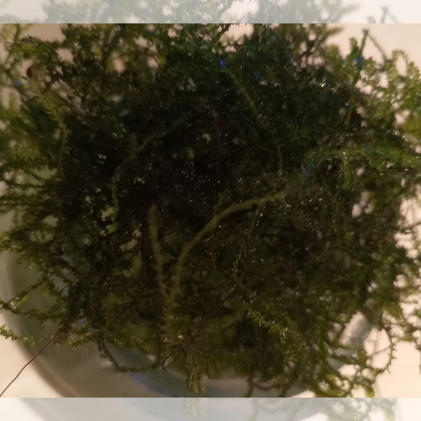 Мох для аквариума