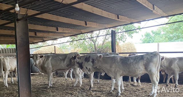 Продаются бычки