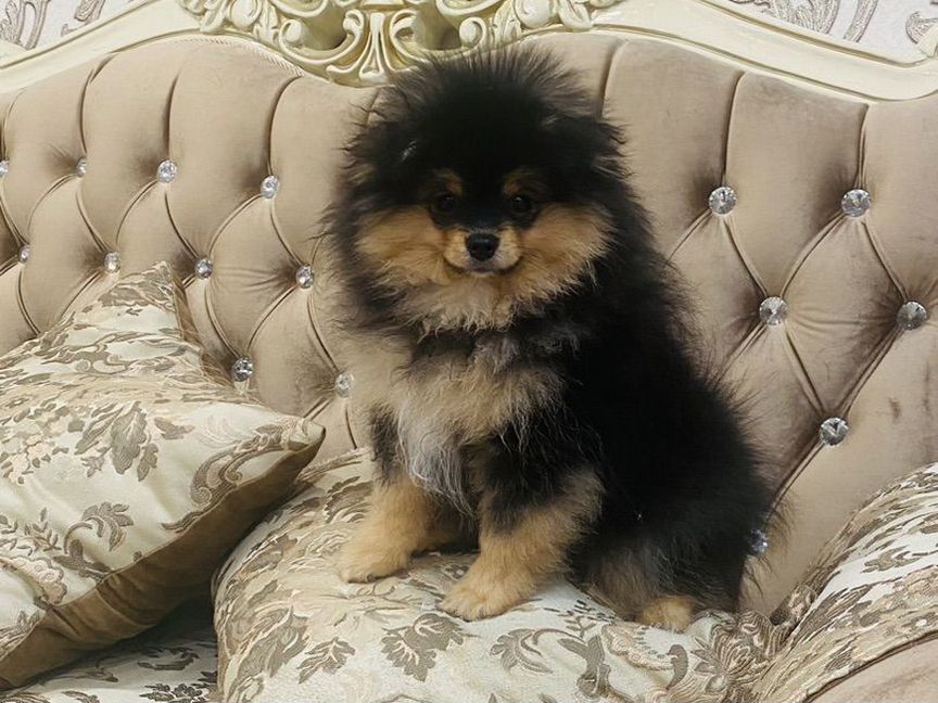 Померанский шпиц