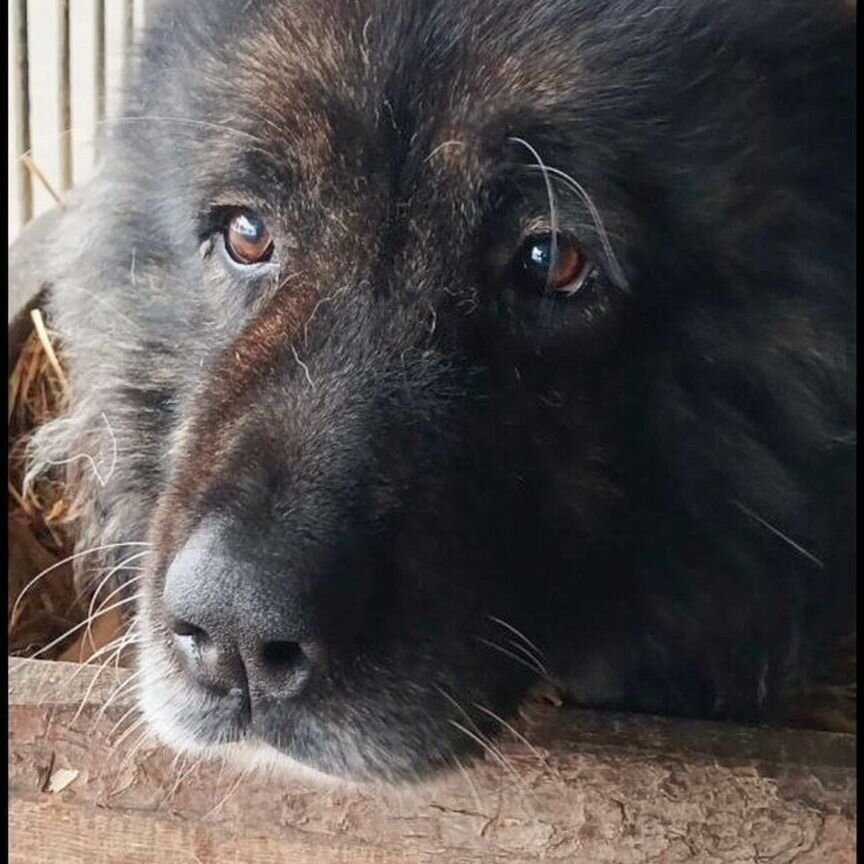 Кавказская овчарка