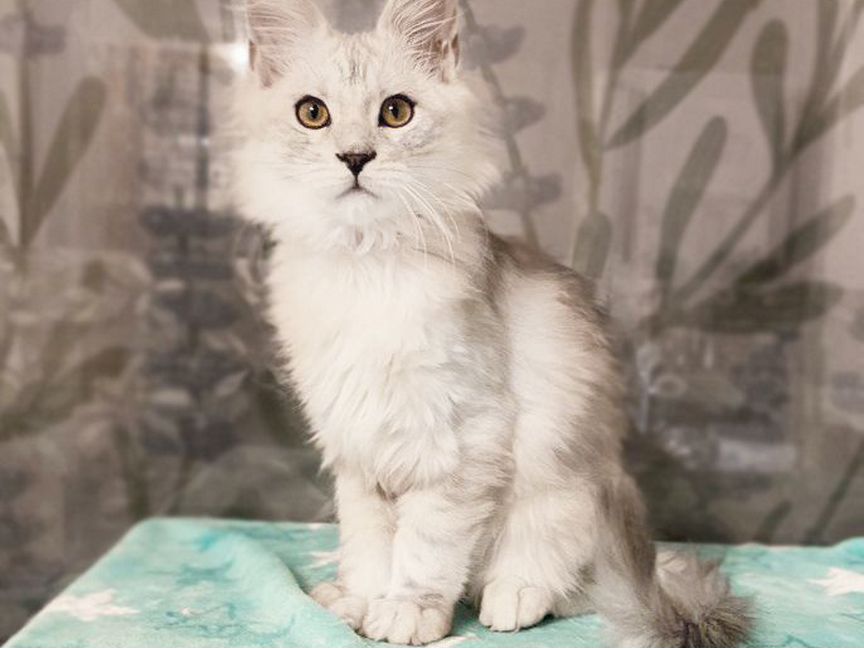 Мейн-кун котёнок-кот чёрный серебристый