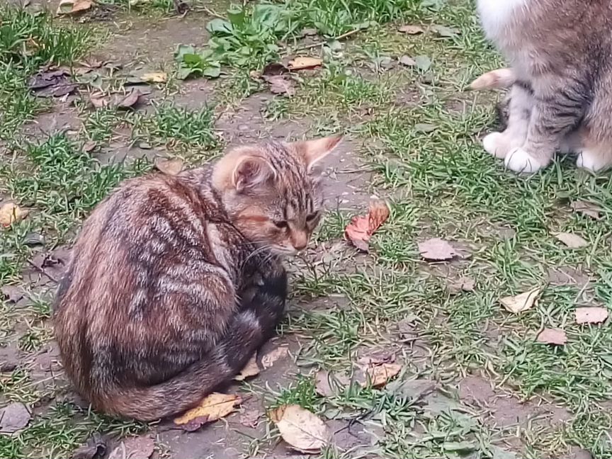 Котенок красивого окраса как у манула