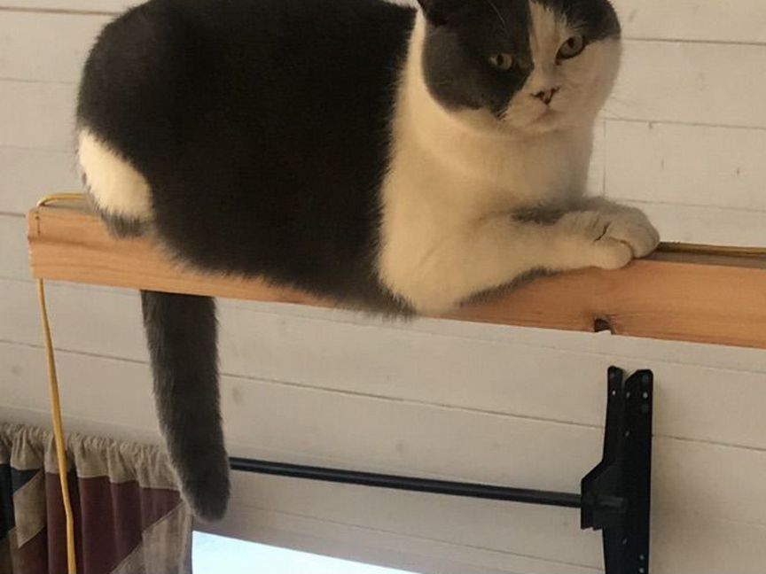 Отдам кота в добрые руки