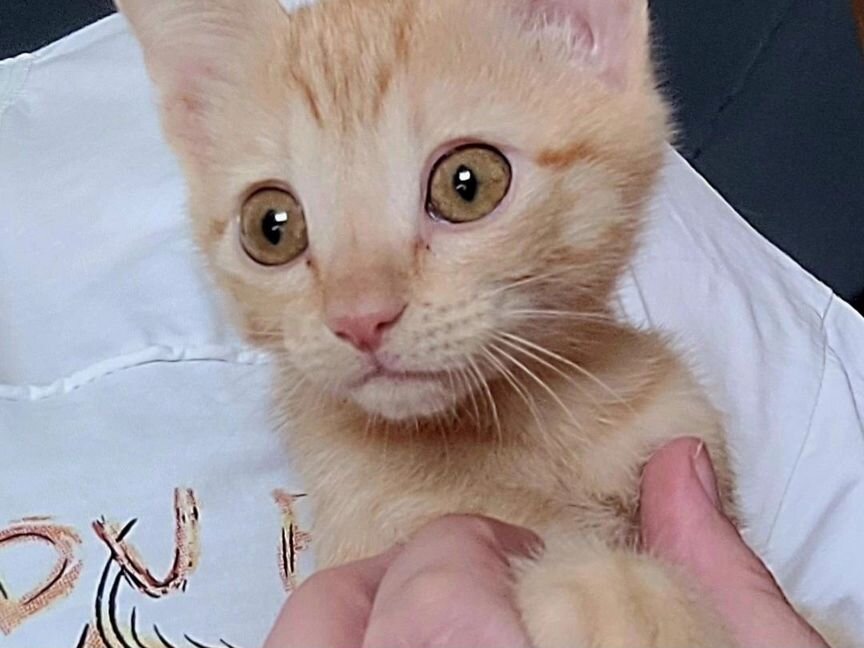 Котята в дар