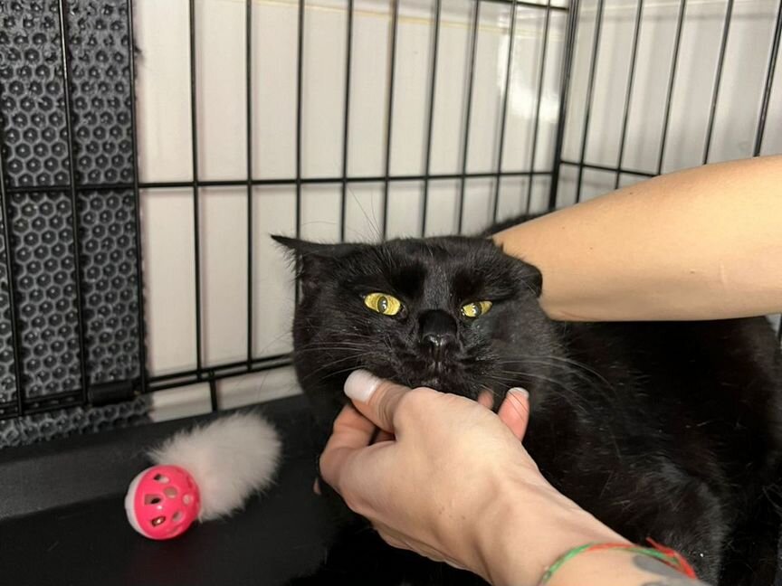 Кошка