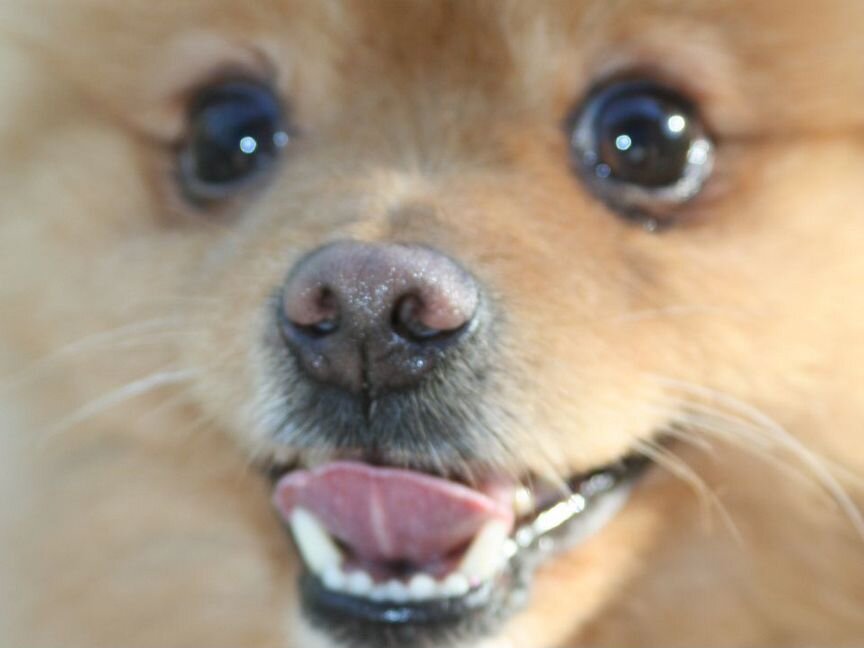 Шпиц Хуго большой медвеженок