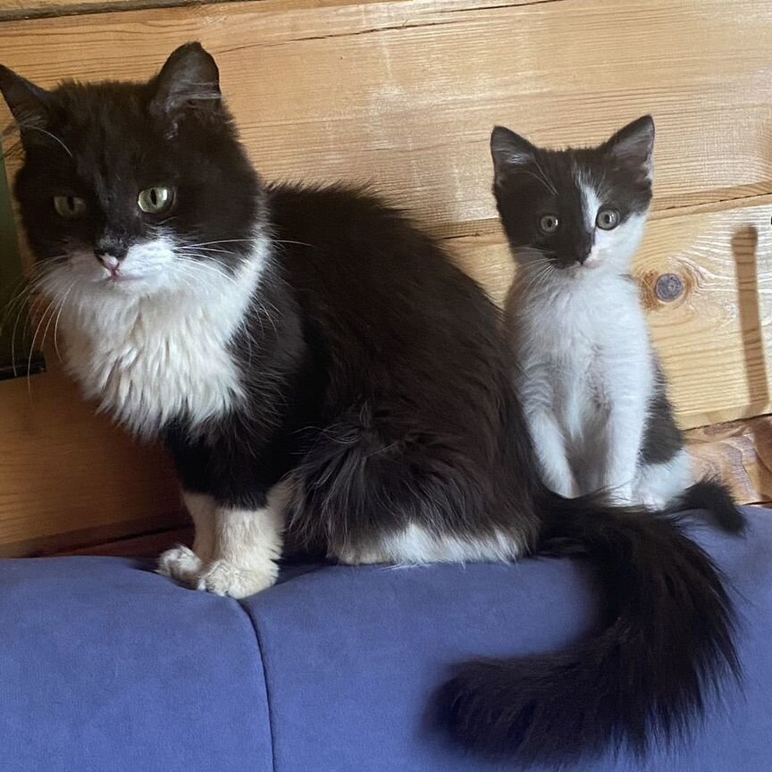 Отдам котенка в добрые руки