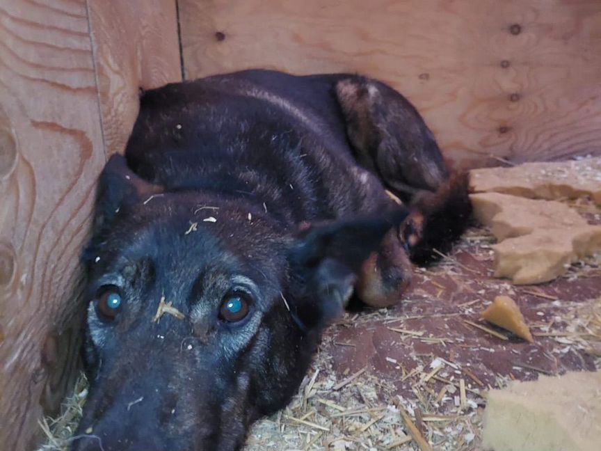 Феня ищет хозяина