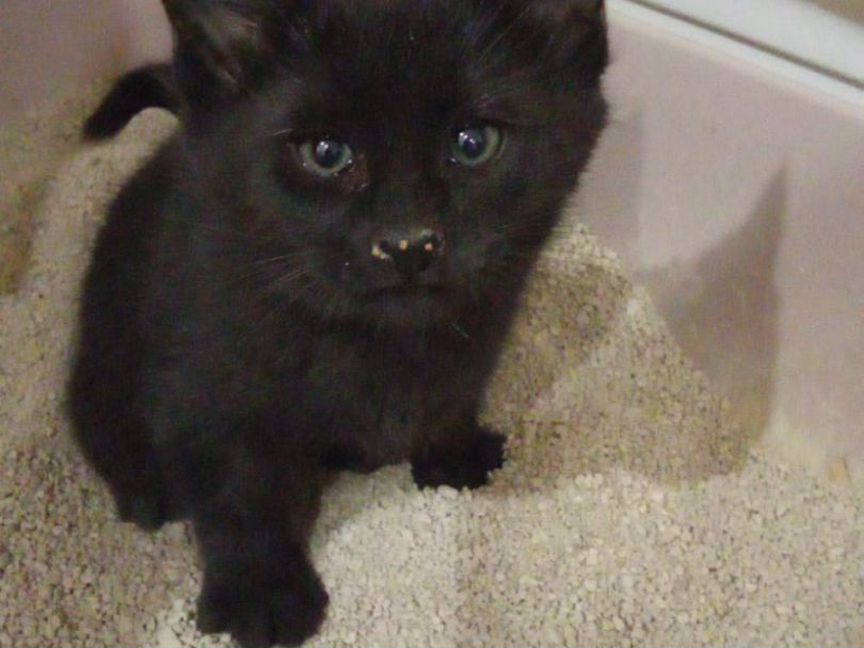 Кошка чаузи ф 2