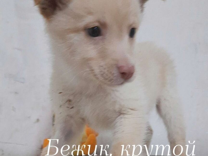 Банда малолеток "гоп-стоп" и смотрящий