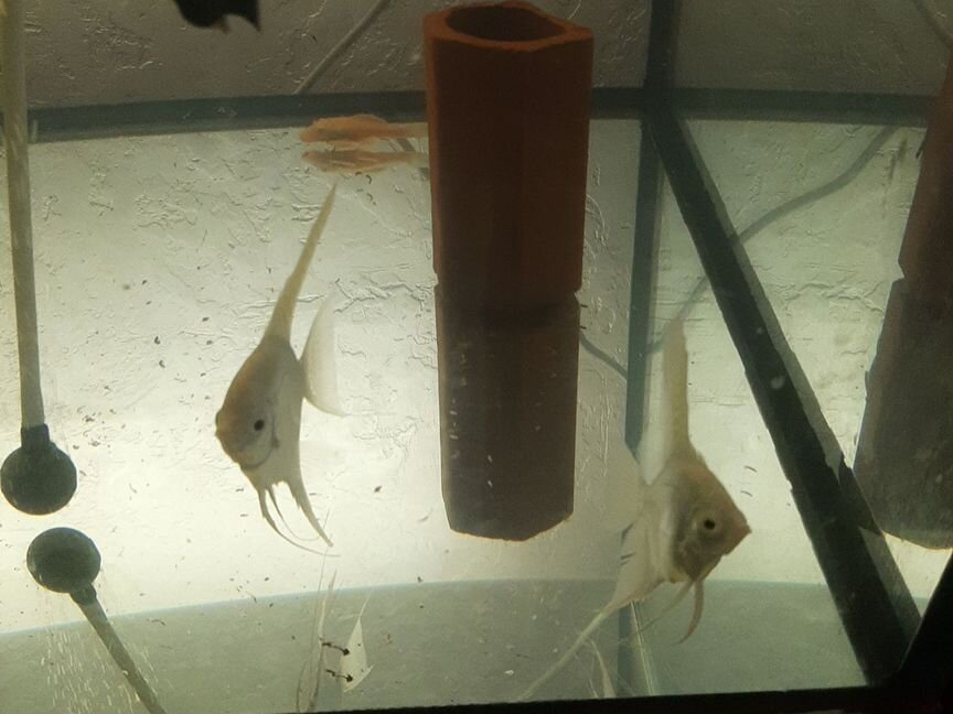 Рыбки скалярии