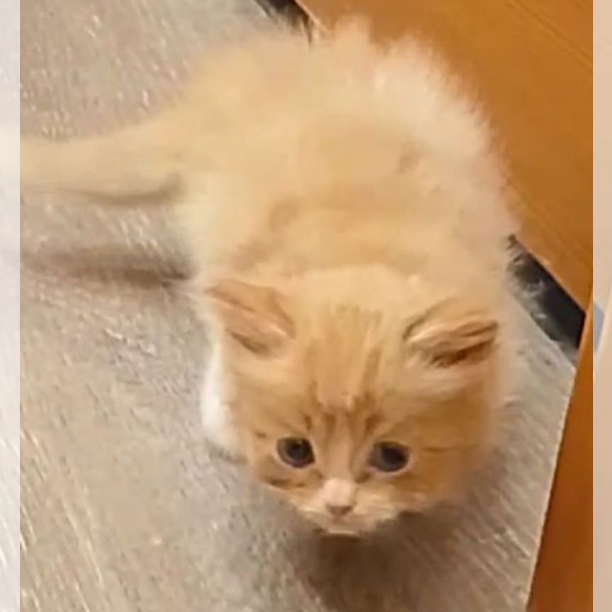 Сибирский котёнок
