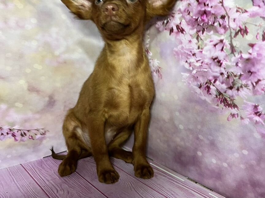 Русский той длинношерстная девочка