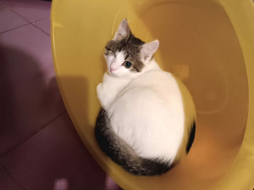 Котенок